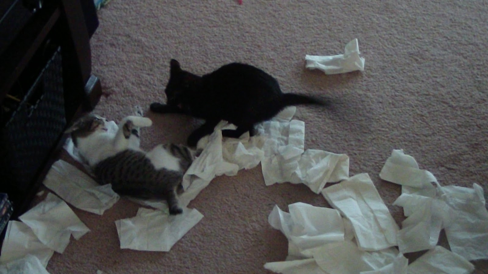 YA Sleuth: Monday tip: don't put a box of tissues on the floor when you ...