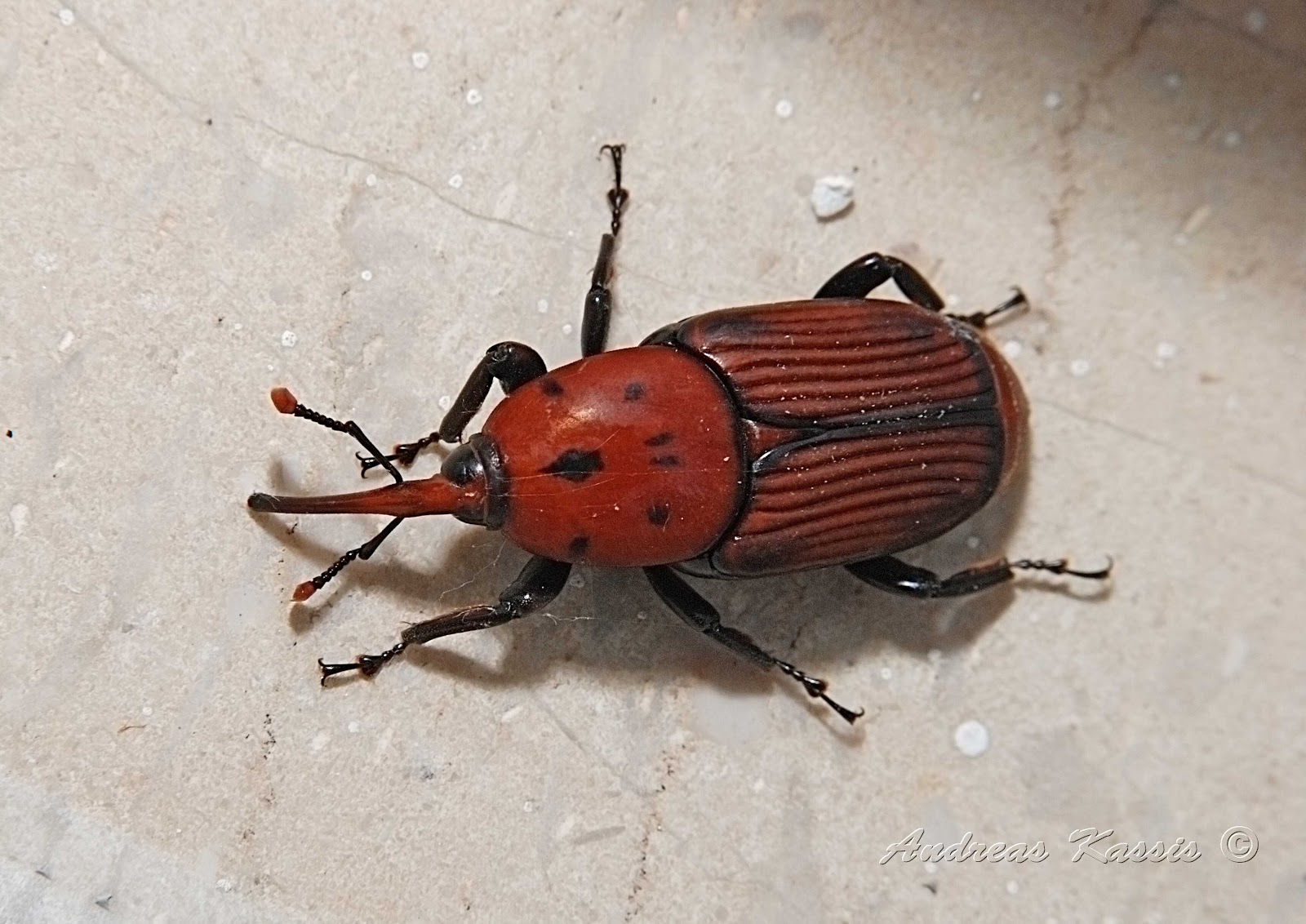 NATURAL WORLD : Rynchophorus ferrugineus-Red palm weevil