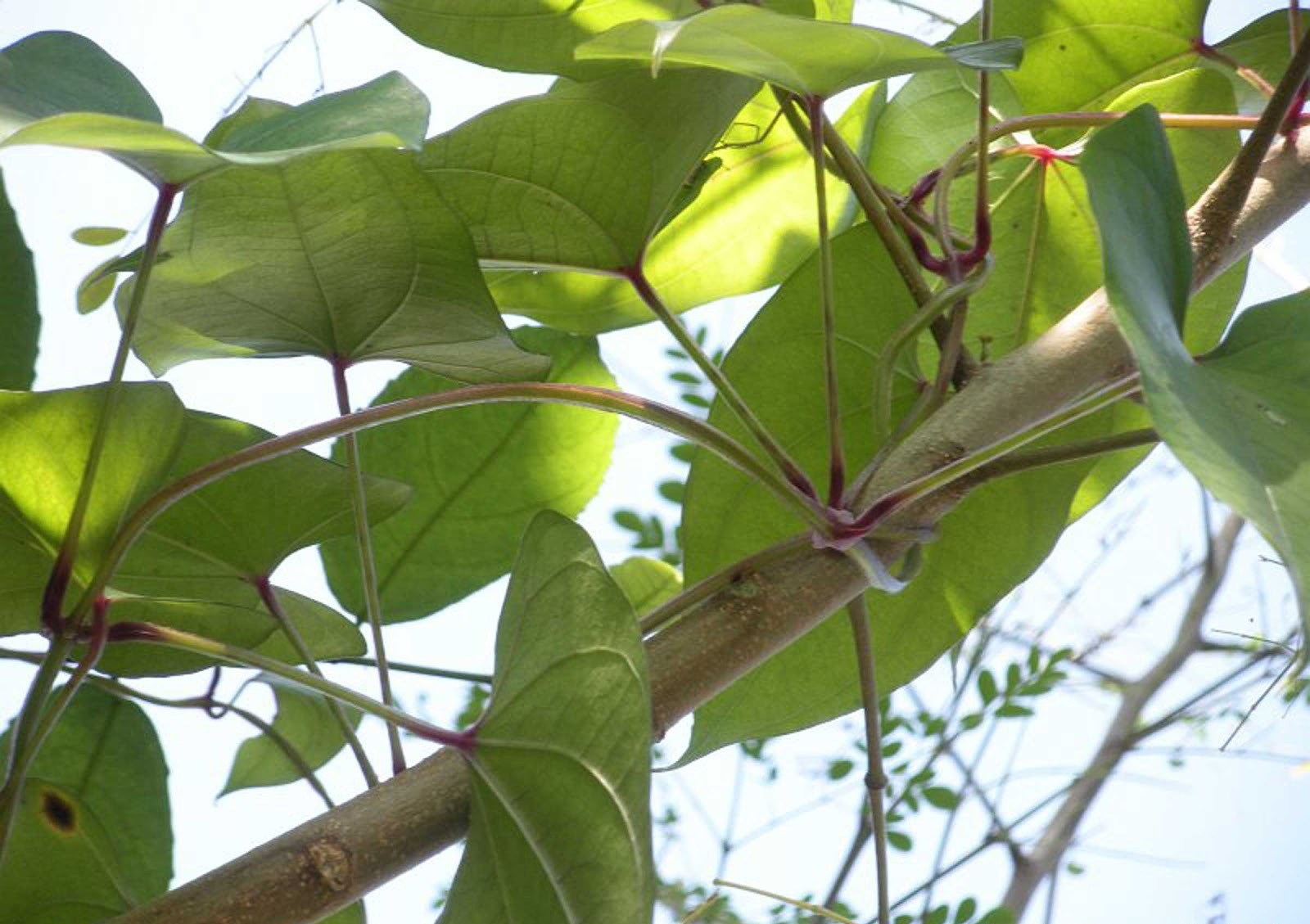 Manipurian: Wild but Edible Plants of Manipur