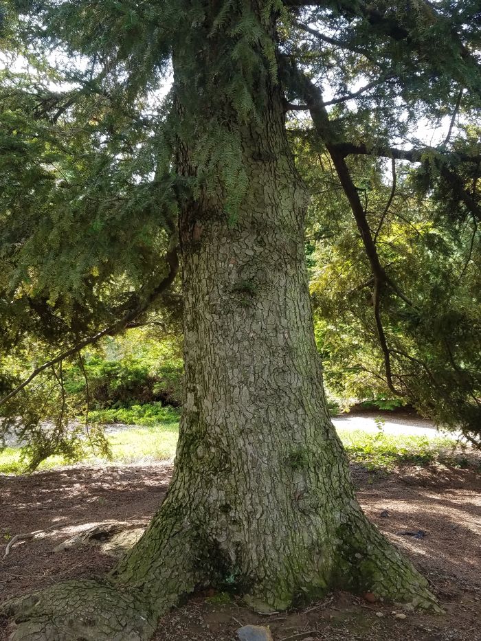 Future Plants by Randy Stewart: The Firs