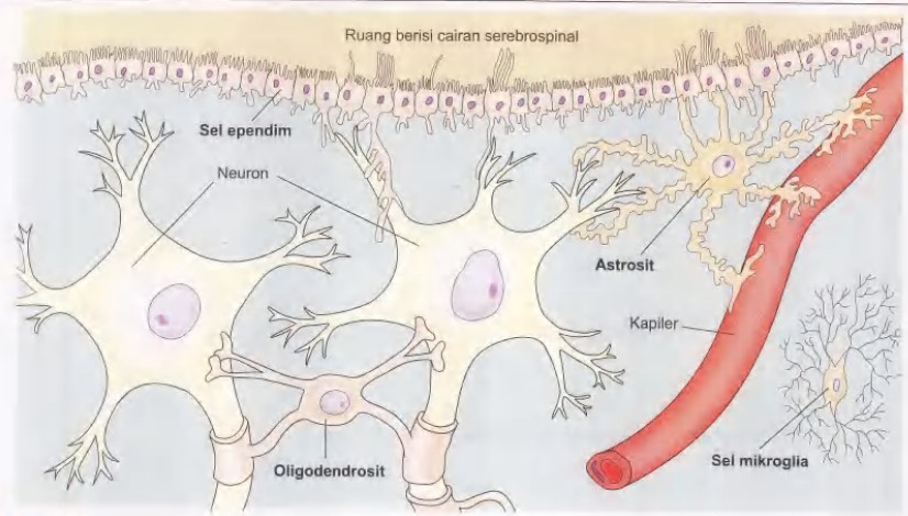 Sistem saraf manusia: Sel saraf manusia