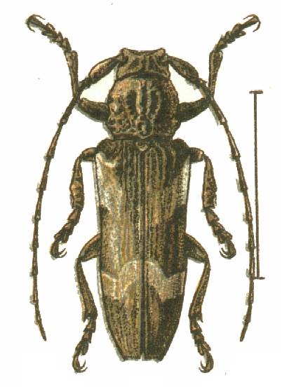 ENTOMOLOGYLIBRARY: Pests on Fruits 8. Grape wine