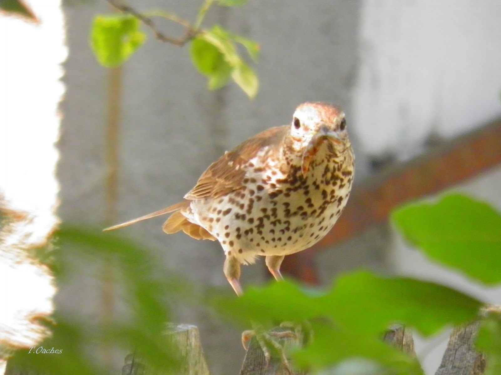 PASARI DIN ROMANIA: STURZ CANTATOR, Turdus philomelos