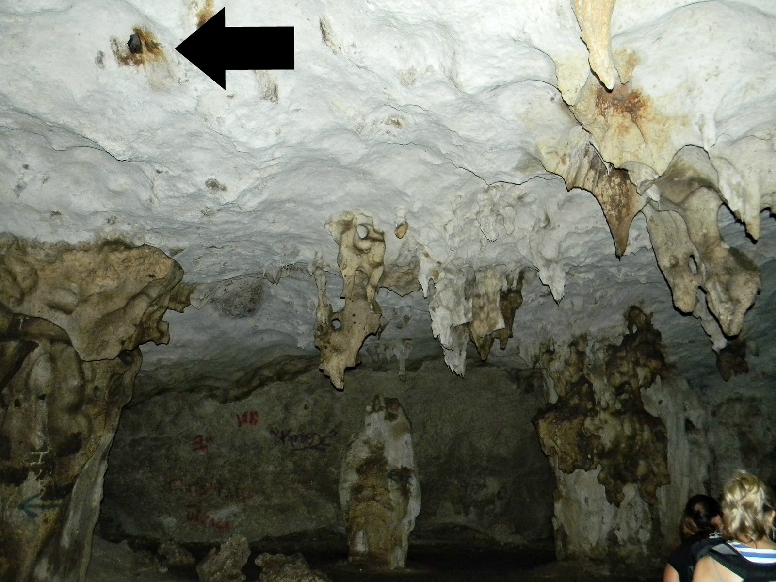 Ruby Belle: Journey Through Puerto Rico: To the Bat Cave!