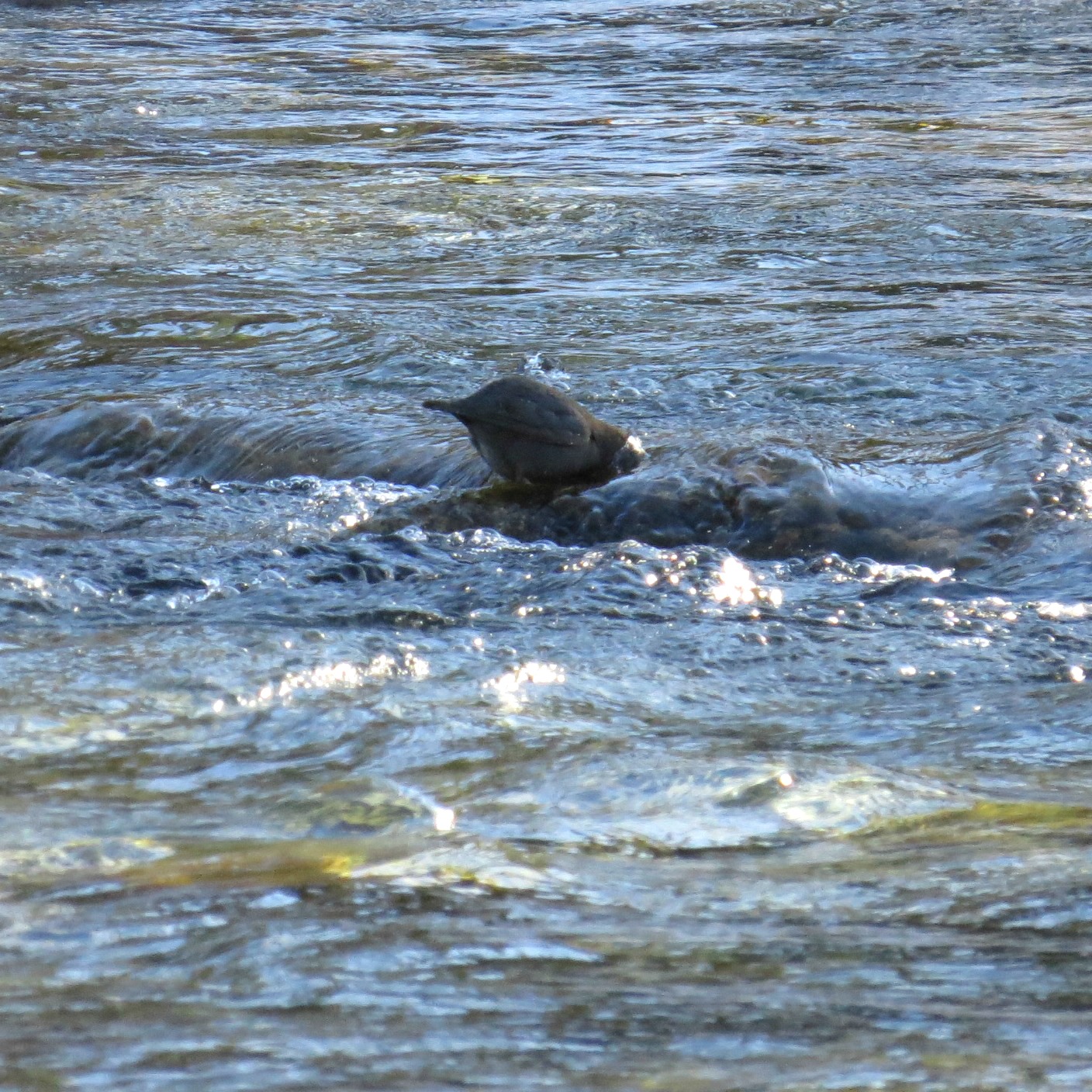 Birding Is Fun!: Didn't Dip on the Dipper