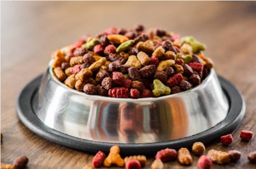 Comida que cachorro pode comer - Guia Pet Show