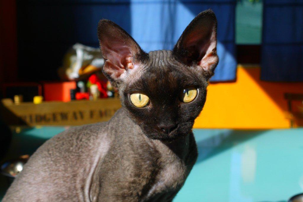 Life with a Devon Rex: Learning to Speak Devon Rex