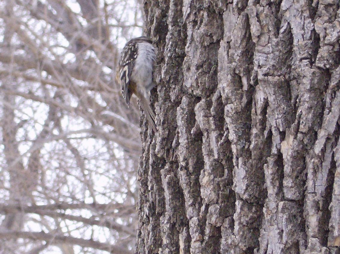 OmahaBirds: The Brown Creeper