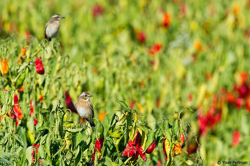 Yoav Perlman - birding, science, conservation, photography: Red Hot ...