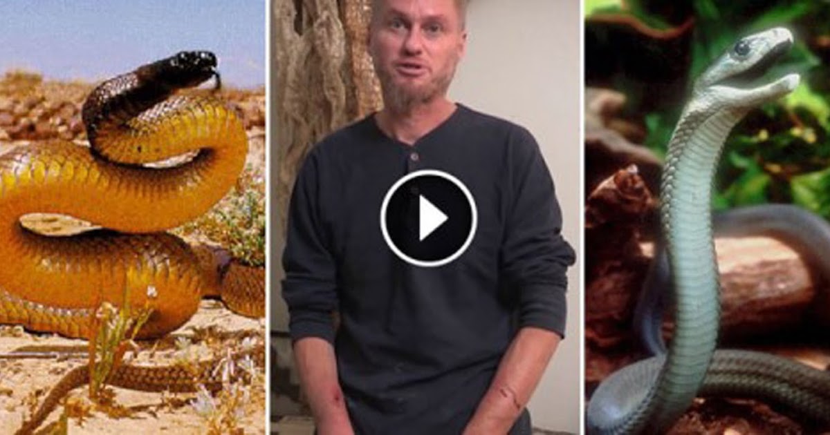 He Lets 2 Of The World’s Deadliest Snakes Bite Him At The Same Time. What Happens Next Is ...