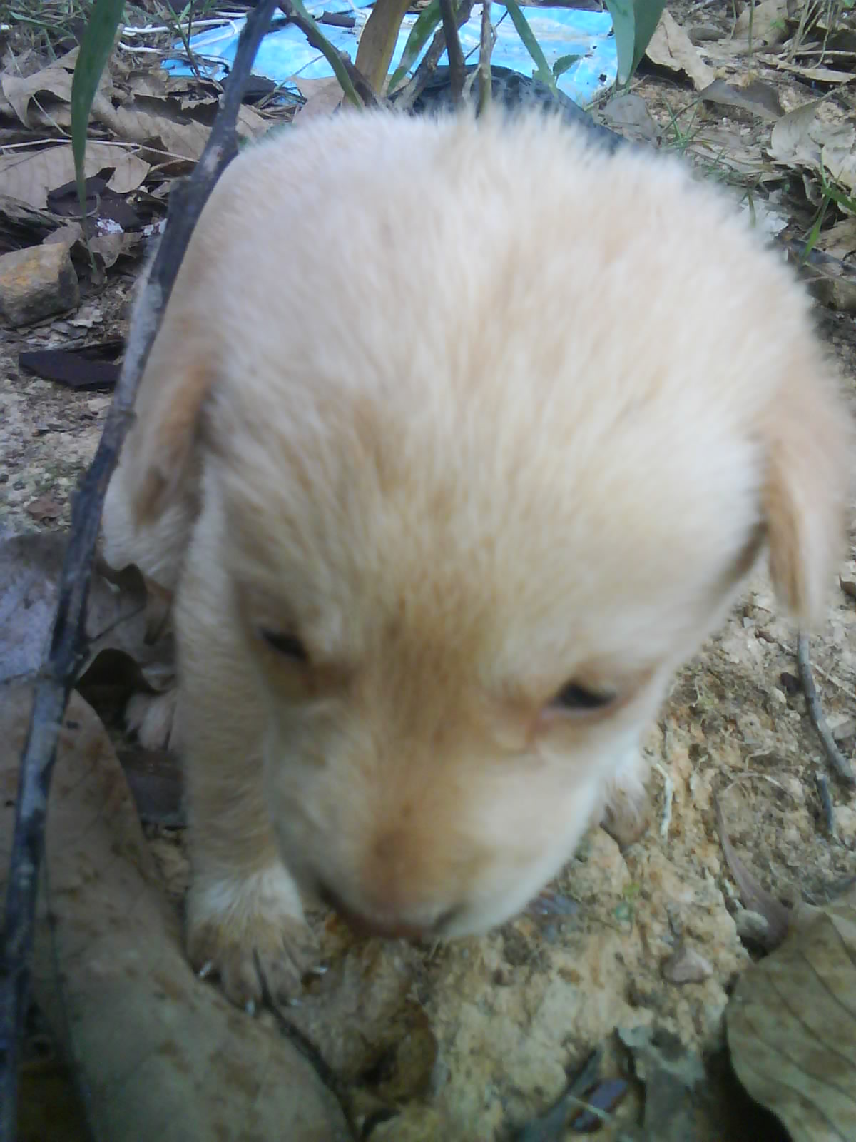 Peroto_Jr: ANAK-ANAK ANJING YANG COMEL TAPI BIKIN KESIAN