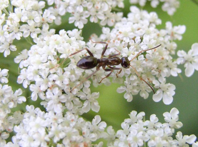 Pollinators: Ants, the Unlikely Pollinators