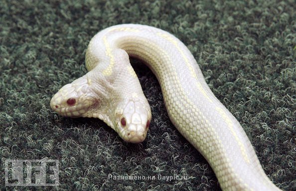 Info Existanz: Two-headed animals