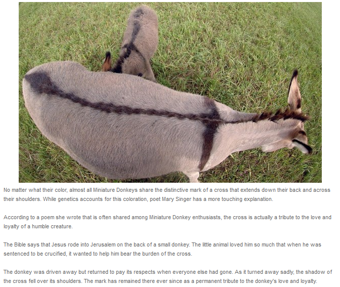 Designed By Kathy Myers: Miniature Donkey (mink)