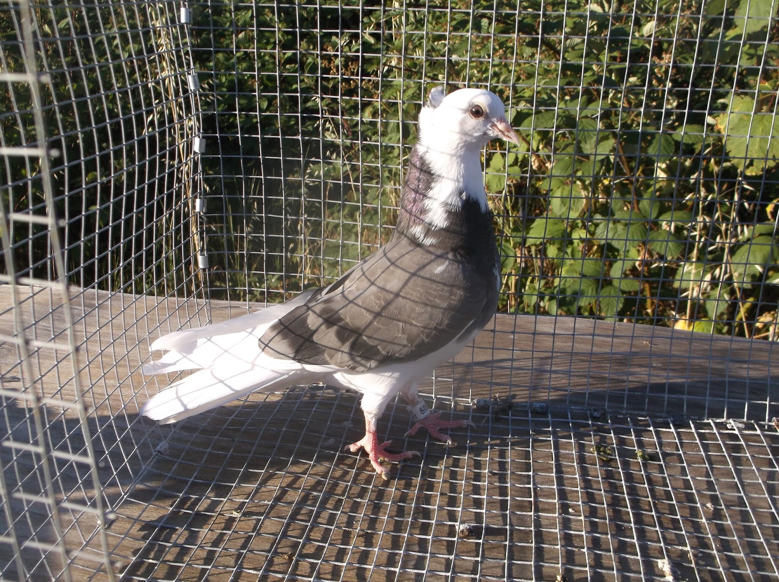 Roller Pigeon Flying