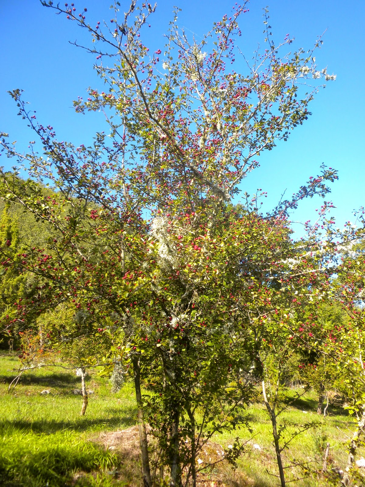 Hawthorn Tree Thorns