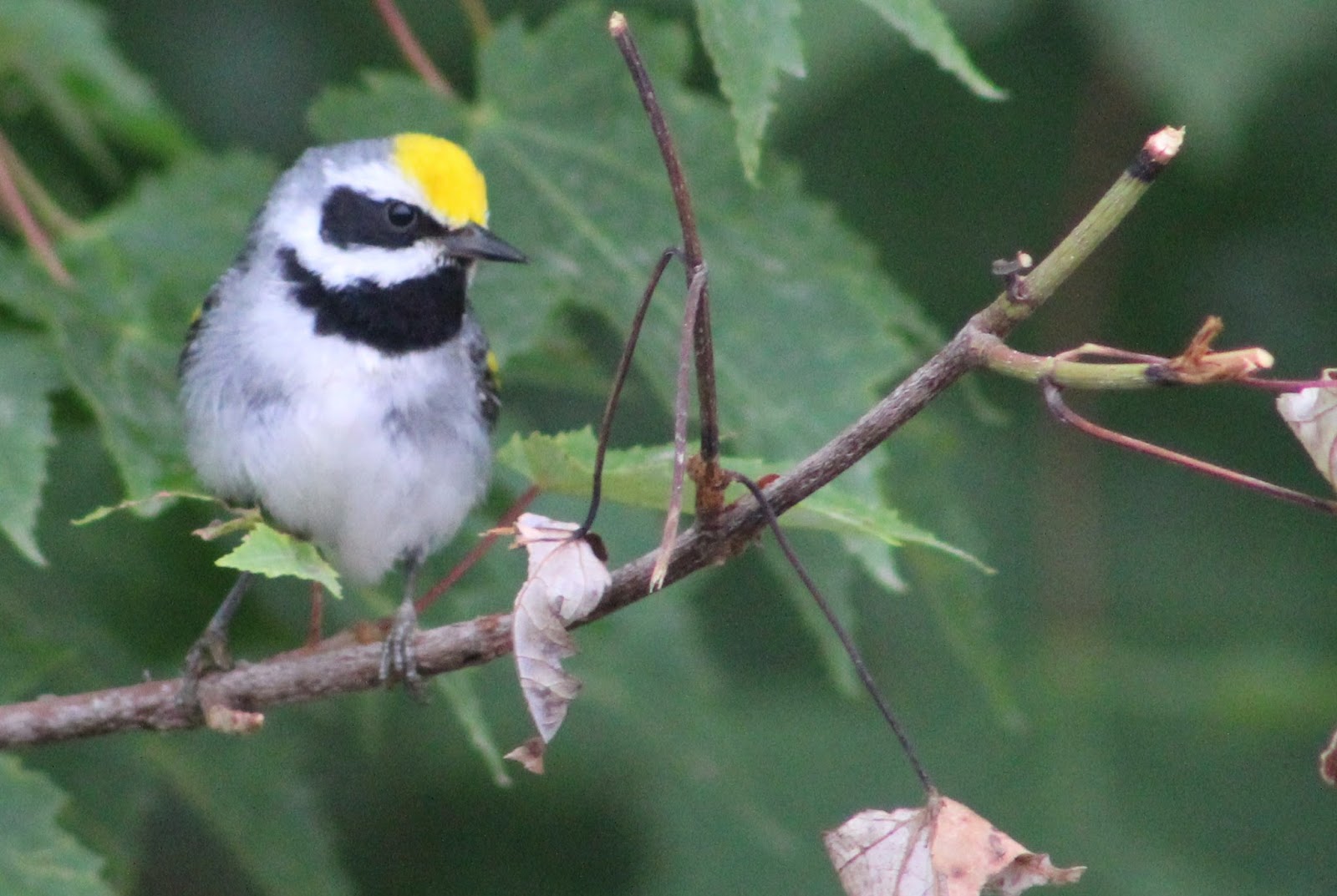 Tommy D's Birding Expeditions: Wisconsin Warblers