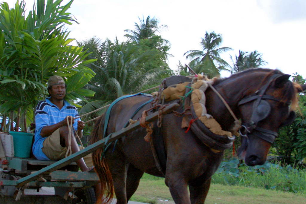 Cariba Demo: The True Populations & Culture Of The Indo And Eastern ...