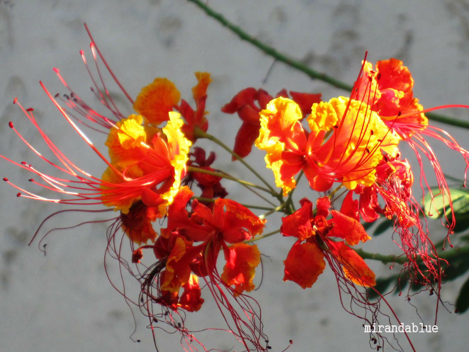 Live in the Moment: Fire Tree