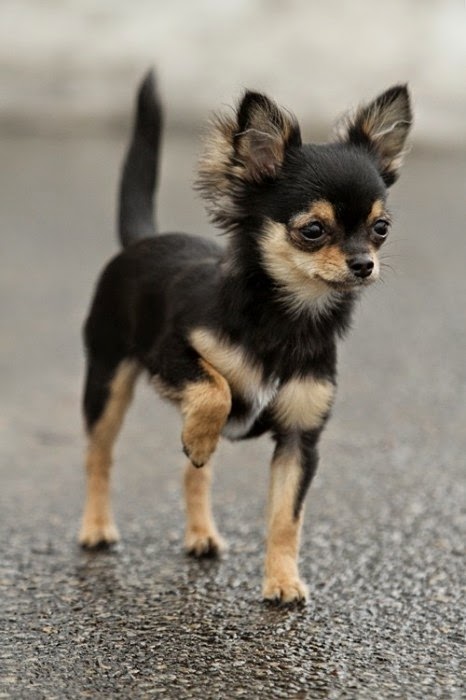 15 Best Small Indoor Dogs | AFROTHREADS