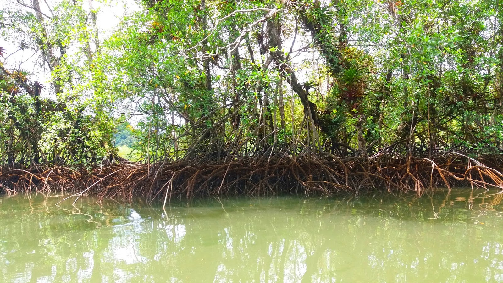 especies marinas: ¿CUANTOS MANGLARES HAY EN COLOMBIA?