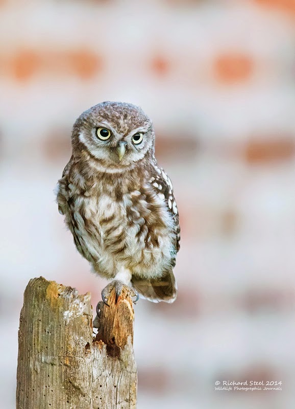 Wildlife Photographic Journals: Last of the Little Owls