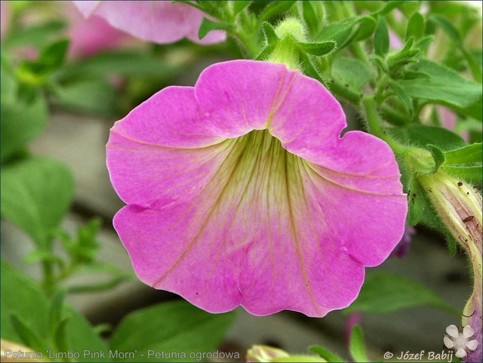 Plant Gallery - Encyklopedia Roślin: Petunia 'Limbo Pink Morn ...