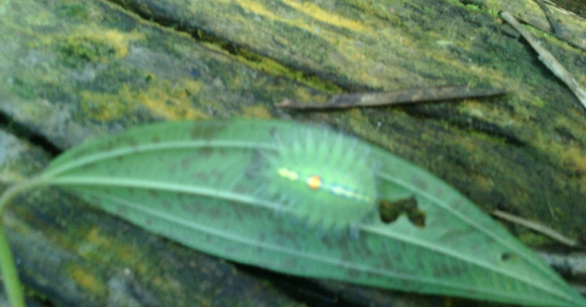 bertani: Cara membasmi Ulat api pada pohon kelapa sawit