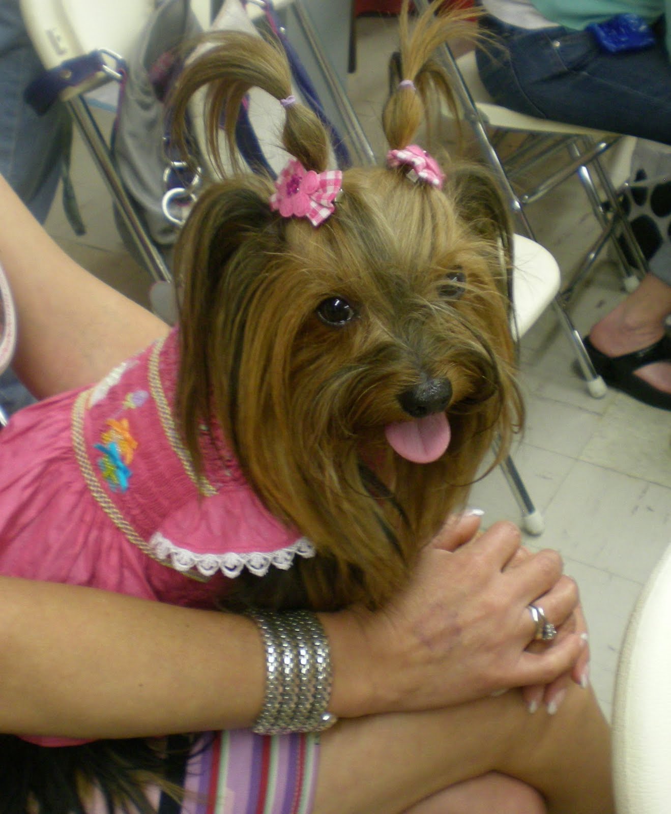 Jarvis House: Yorkie Rescue 911 Event at PETCO New Hyde Park, NY