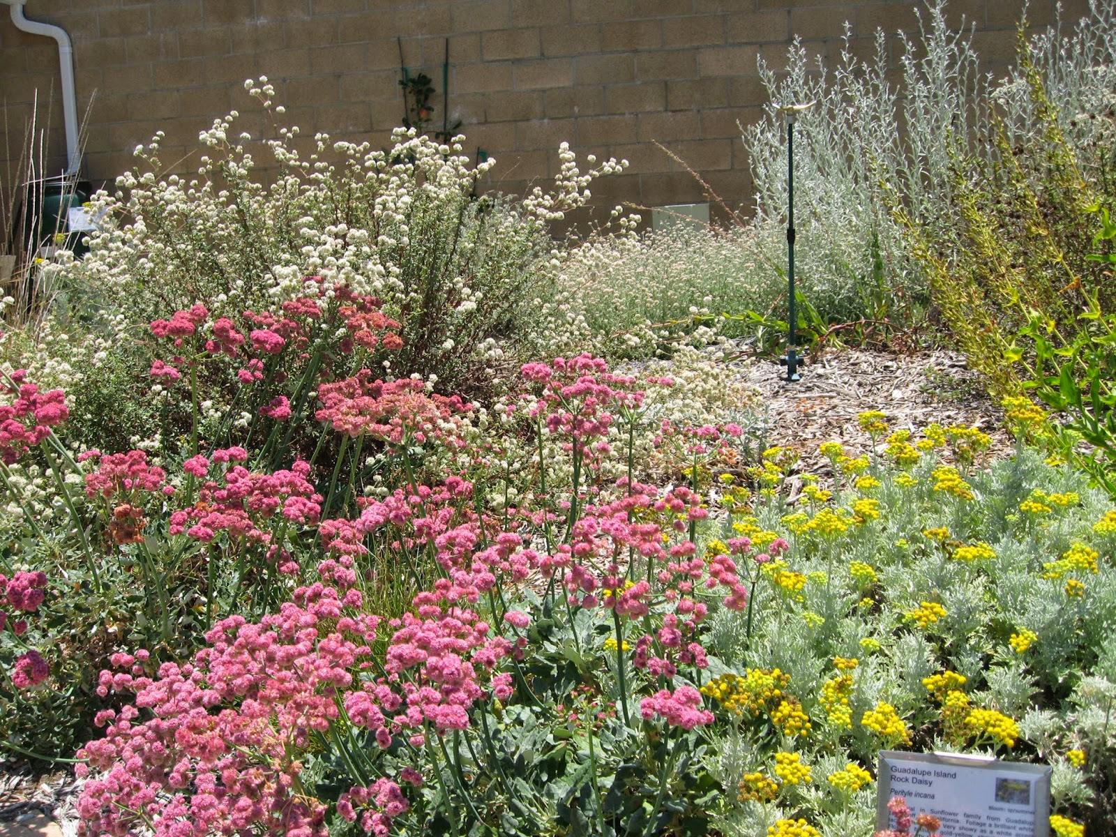 Mother Nature's Backyard - A Water-wise Garden: Plant of the Month ...
