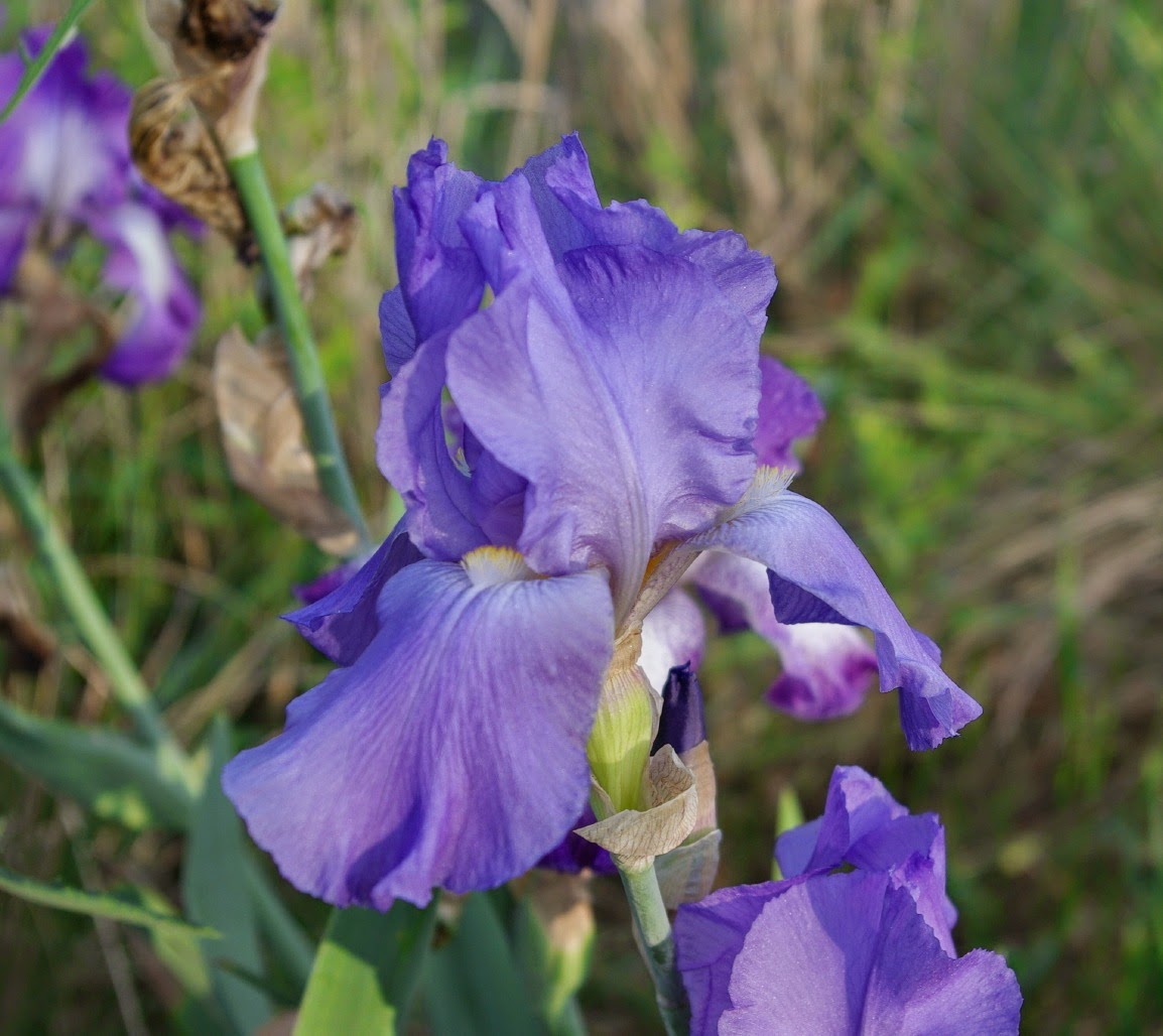 sweetbay: Blooming Friday ~ Fanciful