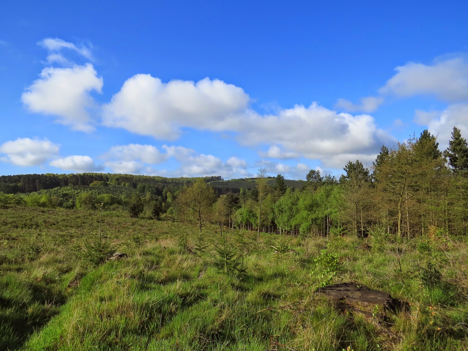 Archie's Peaky Birders Blog: Summer Visitors on Cannock Chase in ...
