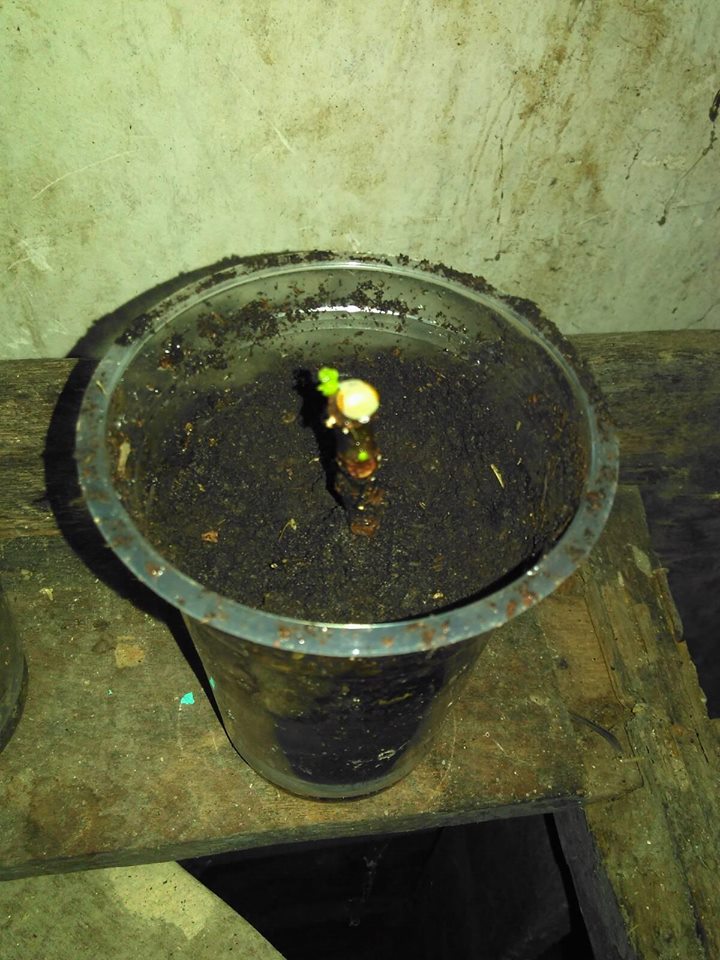 Cara Budidaya dan Bertani Pohon Tin atau Ara: Cara Stek Batang Pohon ...