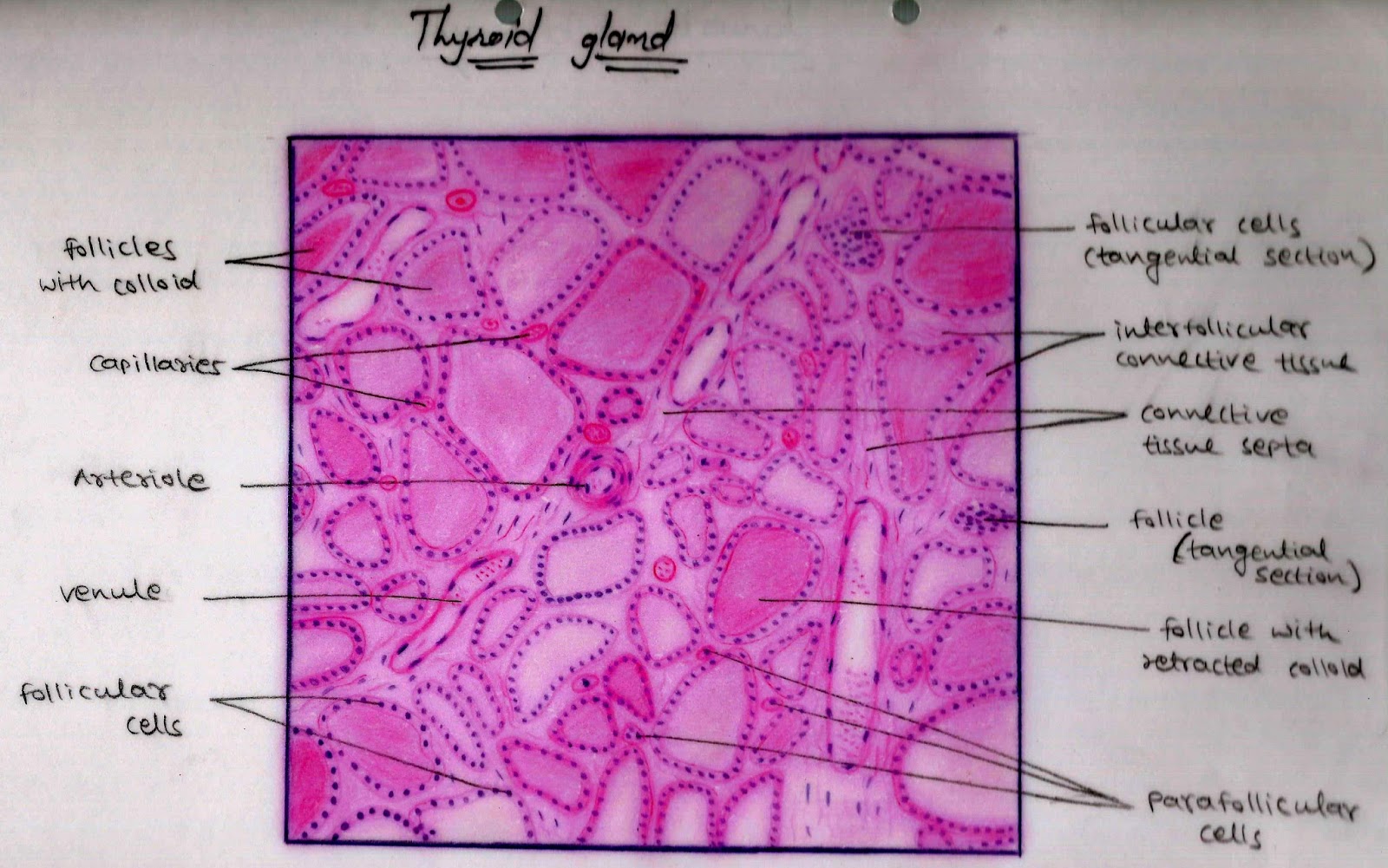 Histology Image Membranous Epithelium Histology Image Membranous Epithelium
