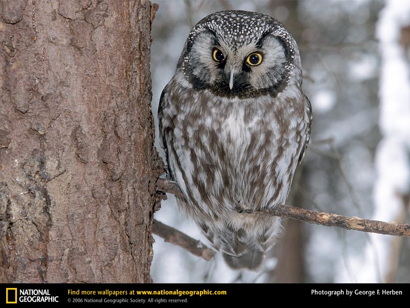 Sure, OWL can be Your Best Partner: Beberapa Jenis OWL
