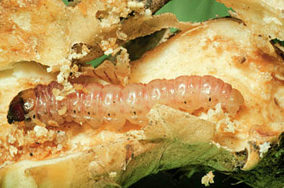 World of Irises: Borers, Bees and Insecticides