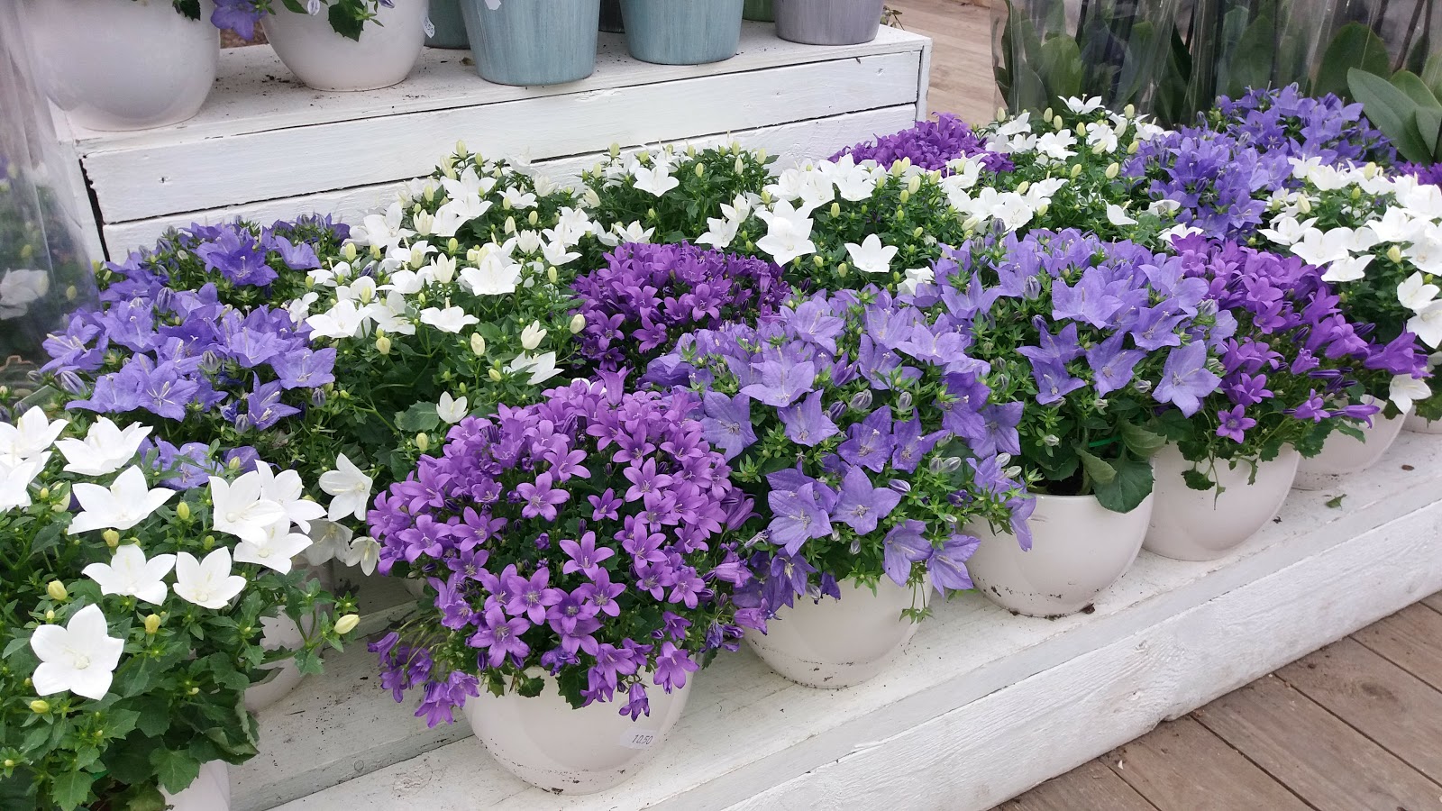 Maatiaiskanasen Elämää: Kasvulava-kasvimaa ja oksista tehdyt köynnöstuet