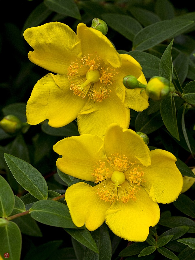 FROM THE GARDEN OF ZEN: Kinshi-bai (Hypericum patulum) flowers in Kita-kamakura
