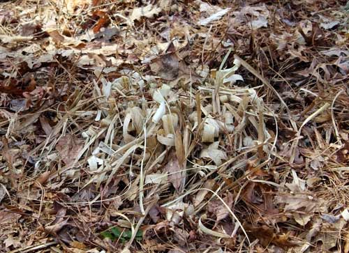 Garden Lady How To Trim Pampas Grass Videos Included