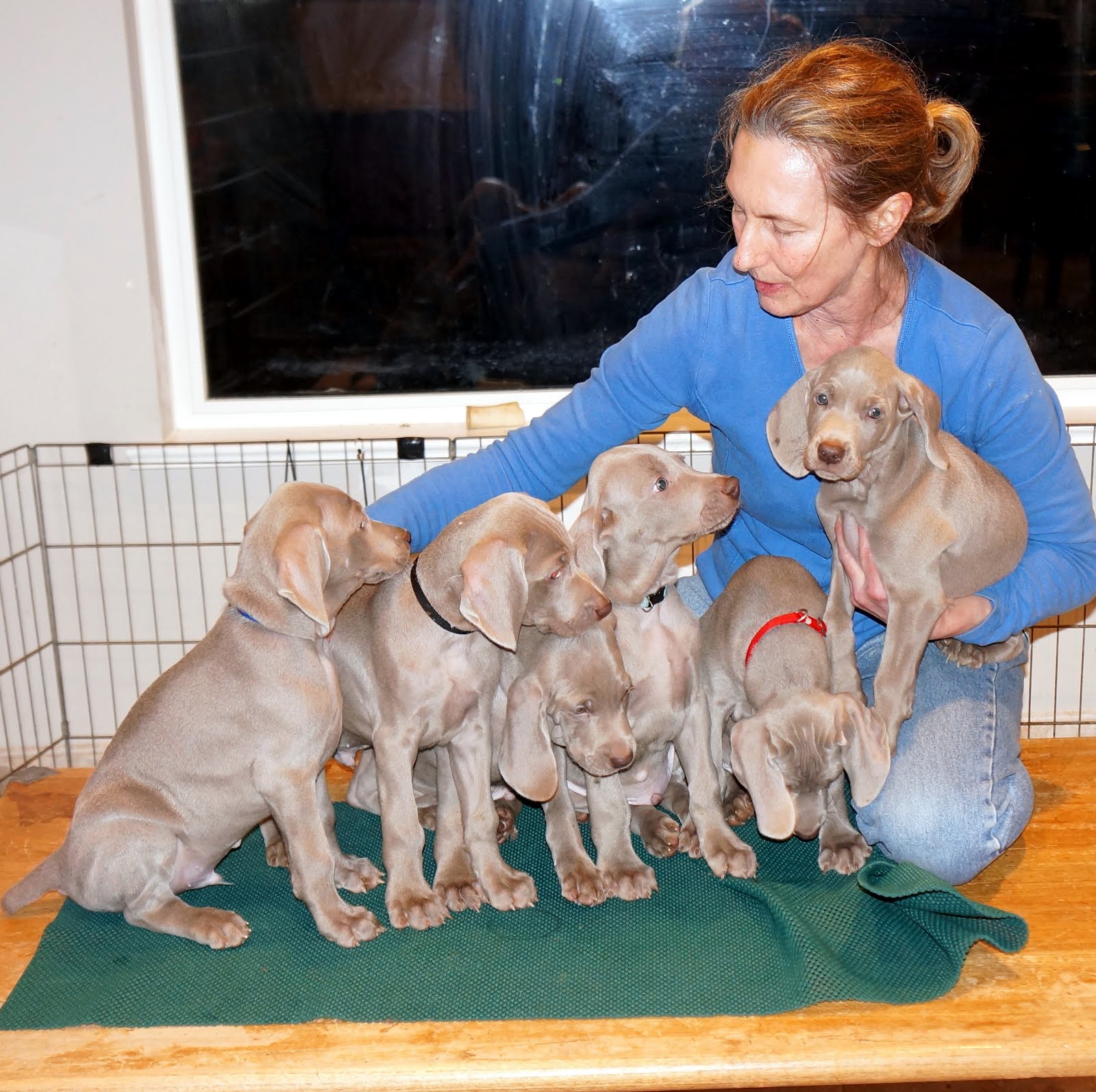 RoseWin Weimaraners: ROSEWIN PUPPY PACK 8 weeks old from CERVELO / LILY ...
