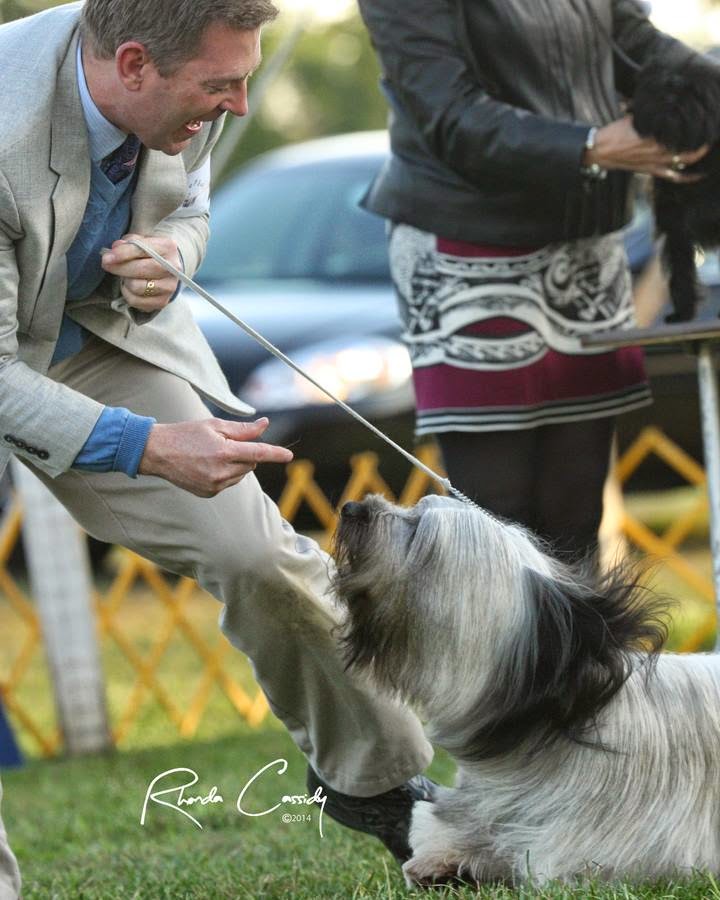 DOG SHOW POOP: SPRINGER BIS AGAIN IN FLORIDA