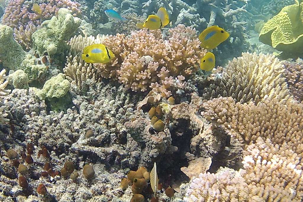 Dreamtime Sail: Batt Reef - We're all alone on the outer Great Barrier Reef