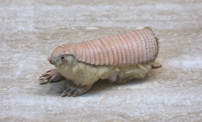 Un paseo por la zoología: El curioso Pichiciego