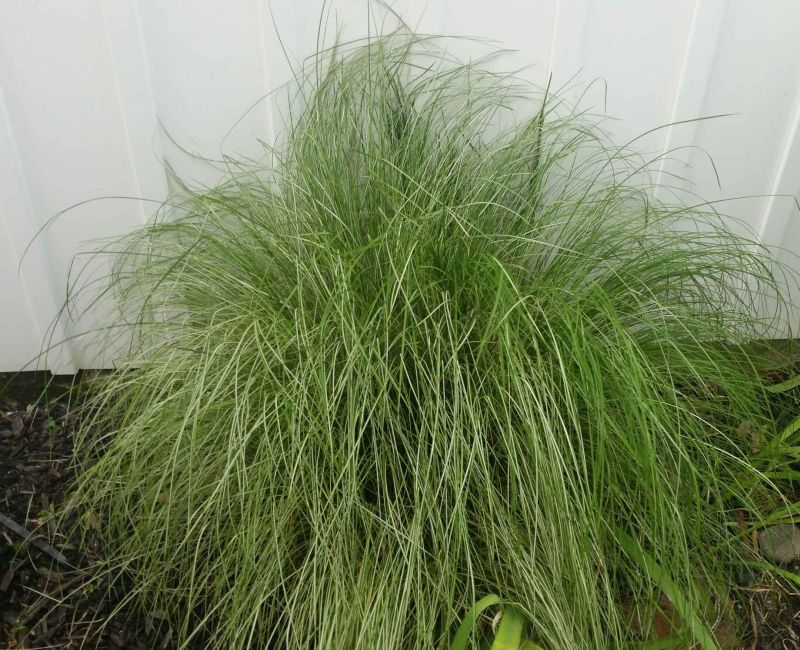 Future Plants by Randy Stewart: Carex - Ornamental Sedge