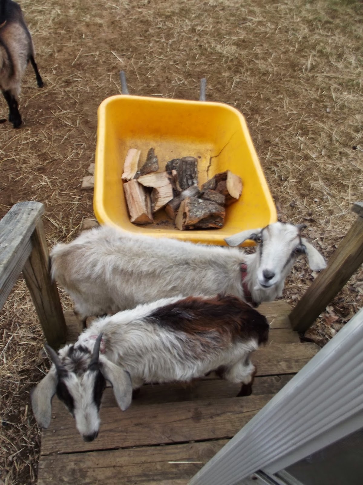 Cranberry Acre: I have no goats on my stairs!!!!