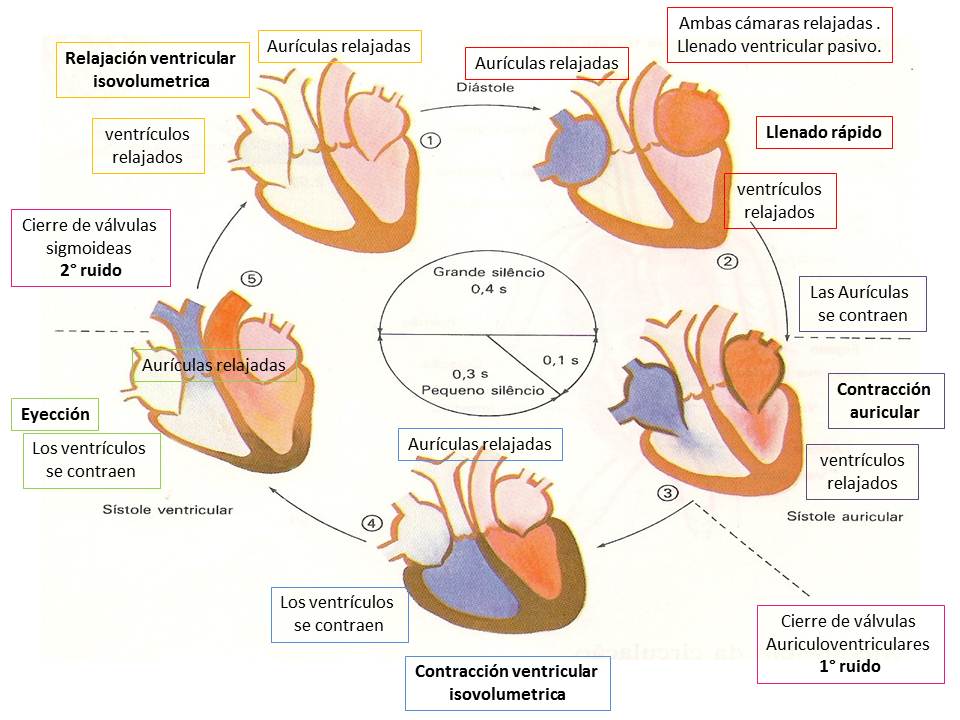 Portafolio de evidencias de Fisiología Básica (Ilsa Elenes IV.-5 ...