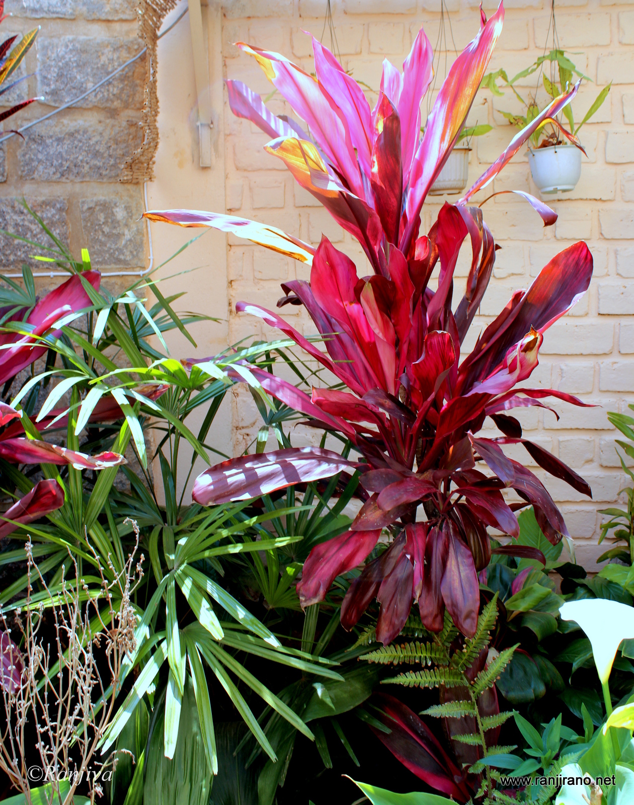 Au hasard des balades parmi les dracaenas - plantes tropicales ...