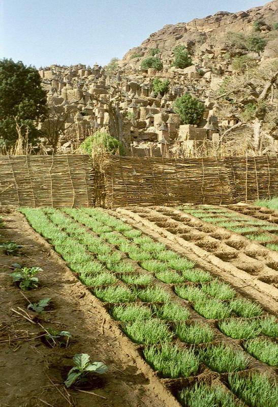 CulturAgriCulturE: 114- Agriculture du monde - Le Pays Dogon