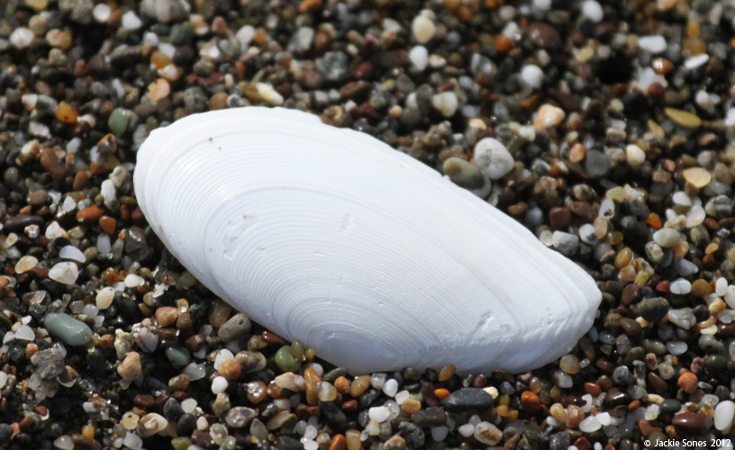 The Natural History of Bodega Head: Type locality: Russian Bodegas...or ...