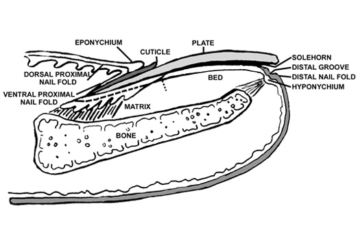 Fingernail/ظفر/指甲(Zhǐjiǎ) | Step by step into english in English